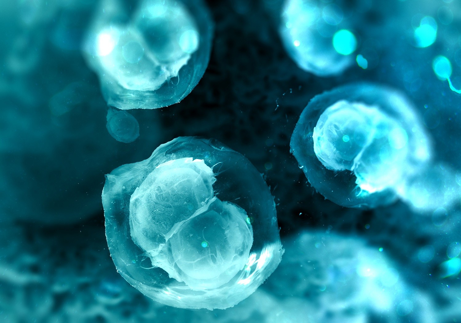 In Focus Embryonic Stem Cells RegMedNet In Focus Embryonic Stem Cells RegMedNet