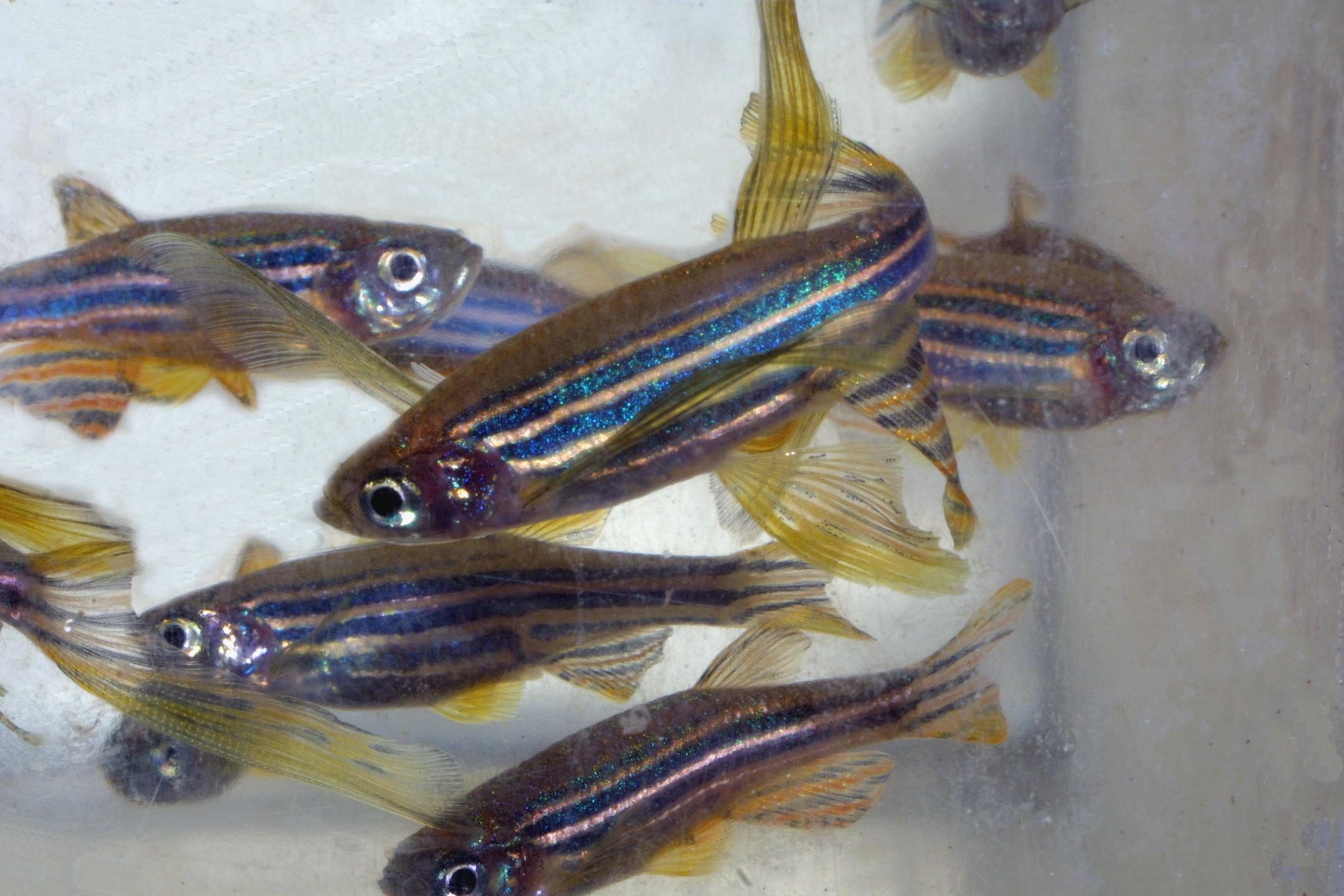 New bone regeneration mechanism discovered - RegMedNet