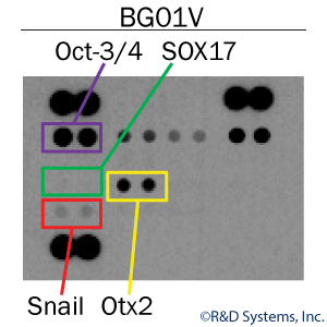 3 Ways to Verify iPS Cells Using a Single Well - RegMedNet