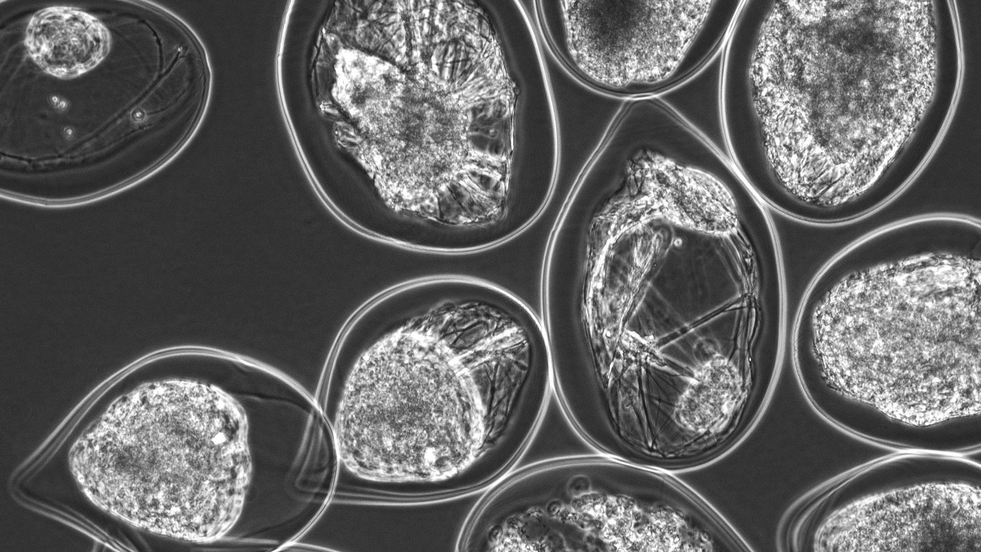 Mass-producing iPSC-derived cell therapies while maintaining cell ...