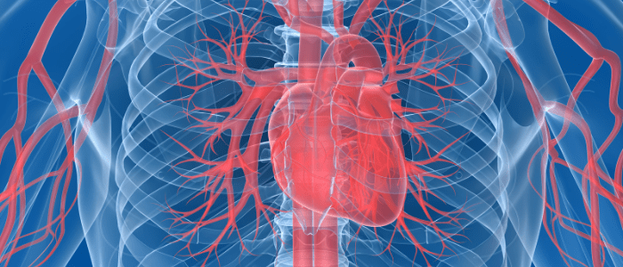 Self-organizing cardioid provides accurate model of the human heart ...