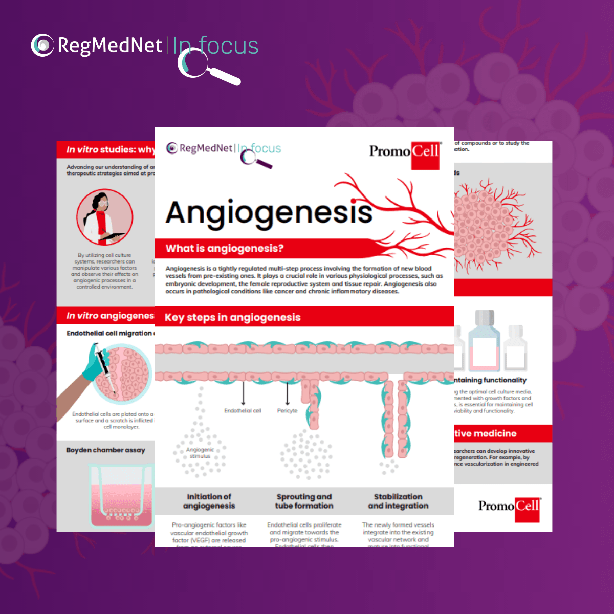 Understanding angiogenesis - RegMedNet