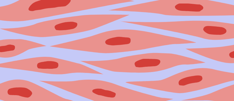 The Key to Understanding Aging Muscle Repair - RegMedNet