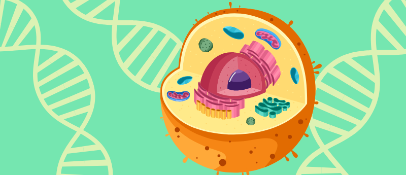 Optimizing DNA Delivery with Nuclear Localization Signals - RegMedNet