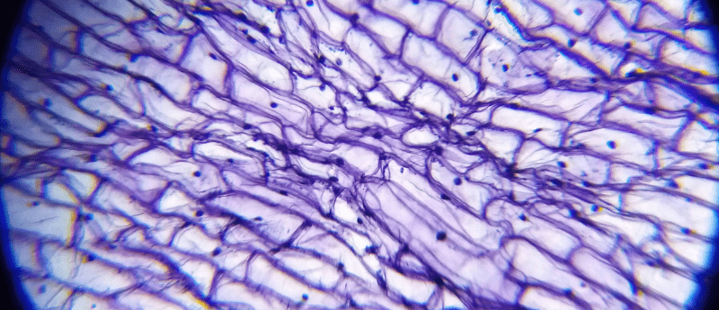 4D bioprinting could unlock the next generation of tissue engineering ...
